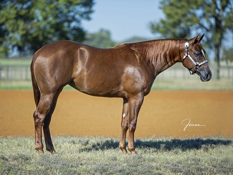 Smart Ruf Gal – Sterling Ranch USA